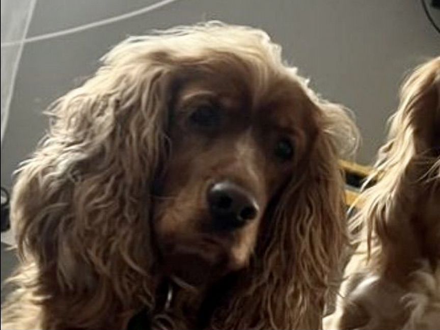 Кокер спаниель вязка