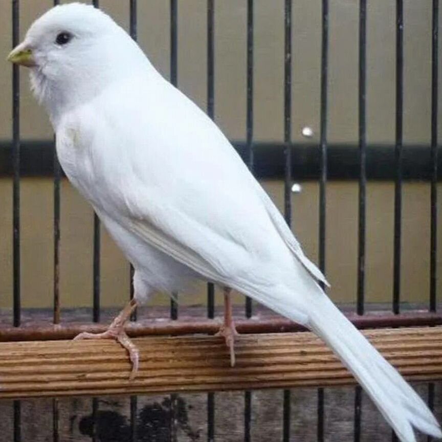 Кенары и канарейки