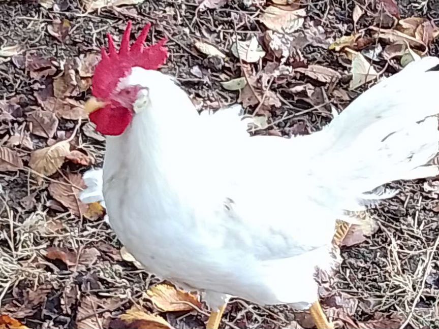 Петух леггорн