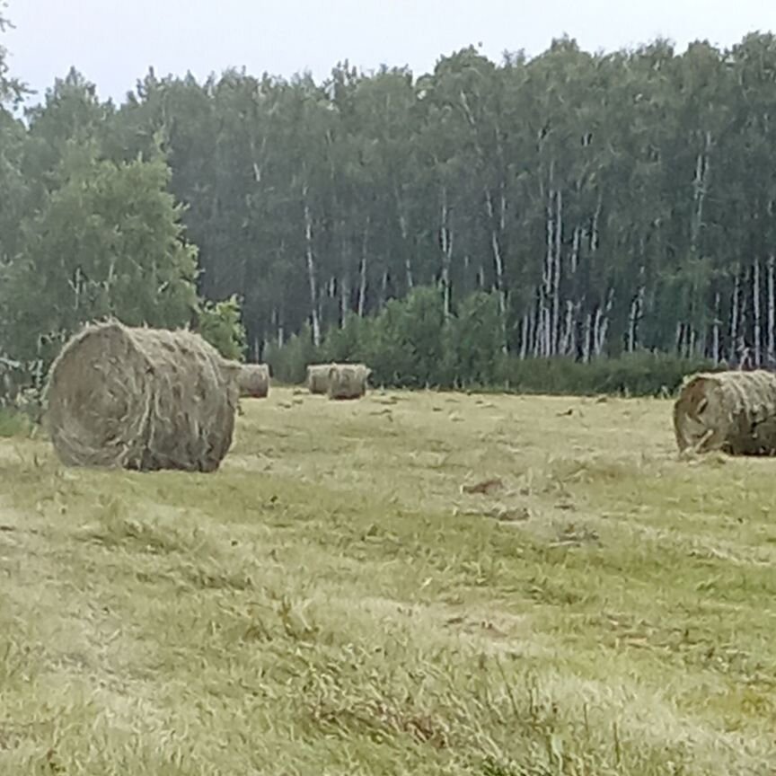 Продам сено в тюках