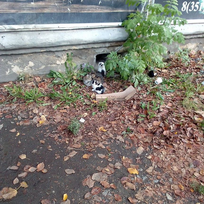 Помогите пристроить котят и кощку