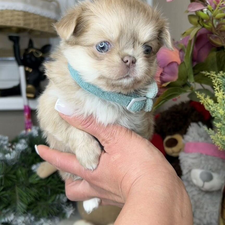 Чихуахуа, щенок