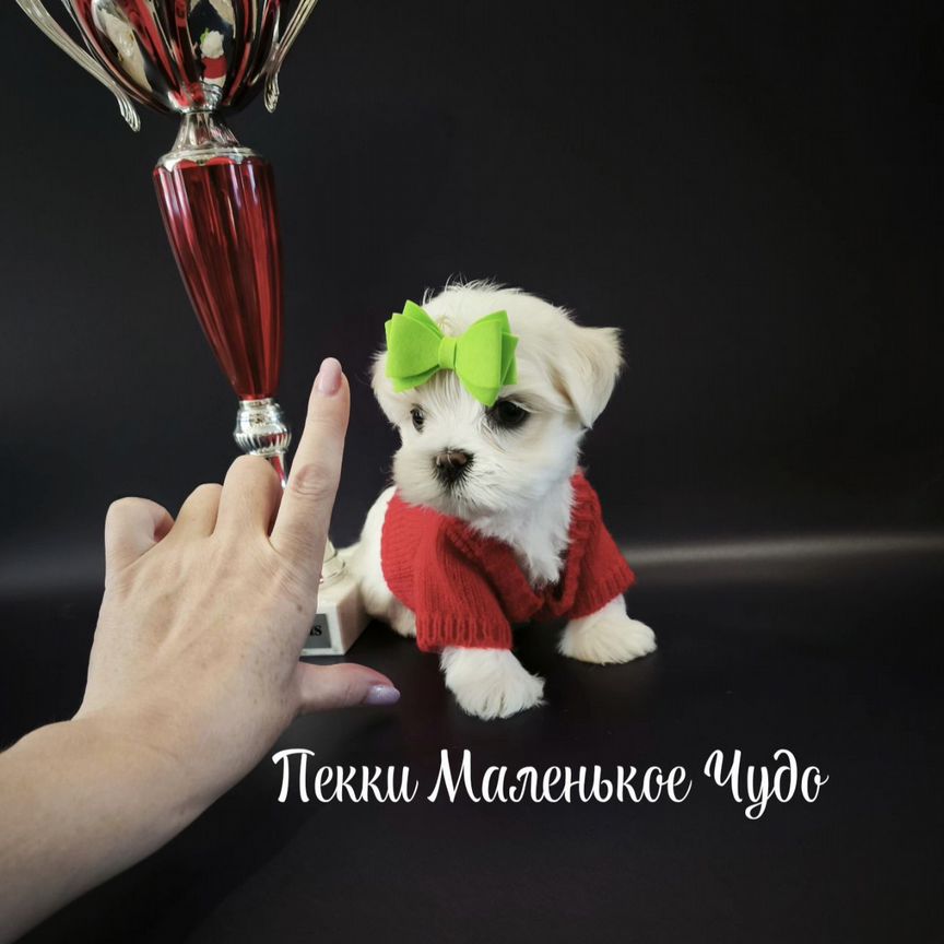Мальтезе мини мальчик