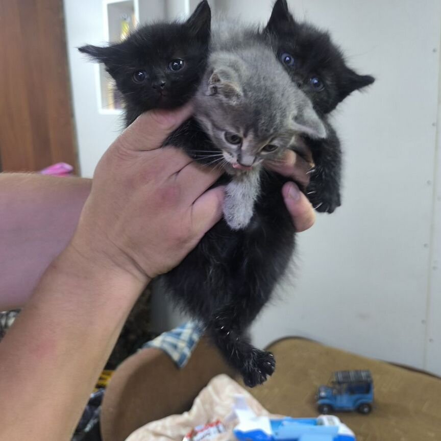 Котёнок в добрые руки