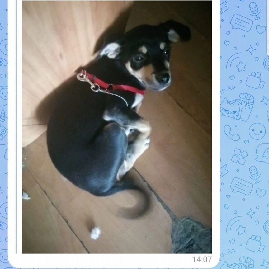 Собака в добрые руки отдам бесплатно