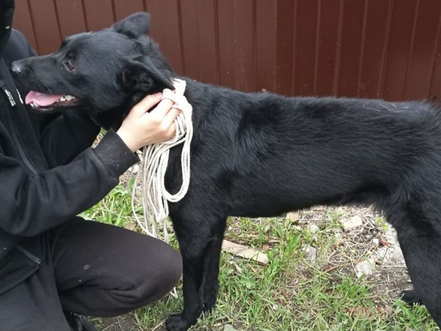 Собака в добрые руки