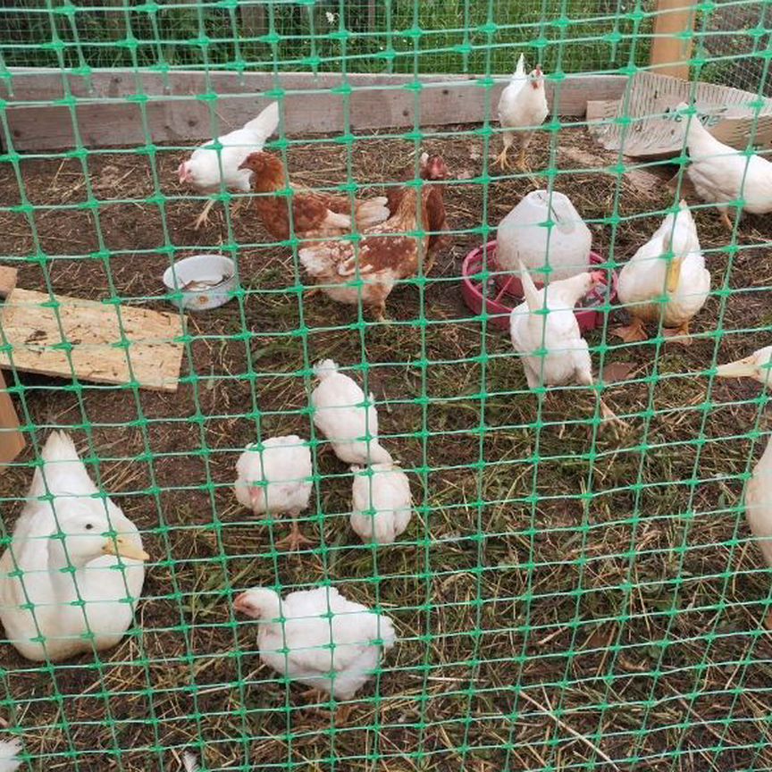 Курицы несушки домашние