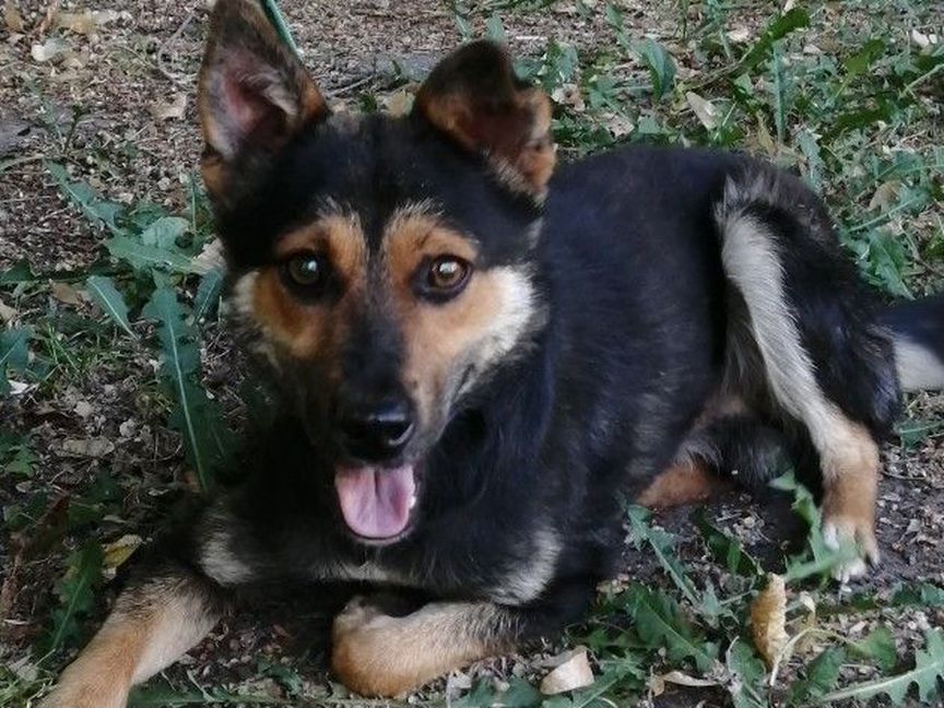 Небольшой кобелёк в добрые руки, 1 годик