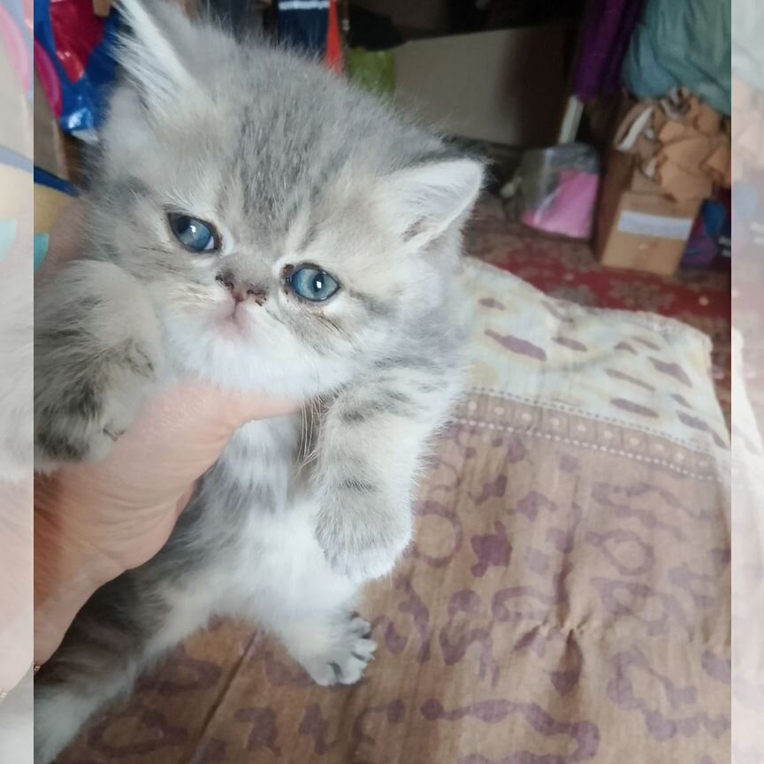 Экзотический короткошёрстный котёнок