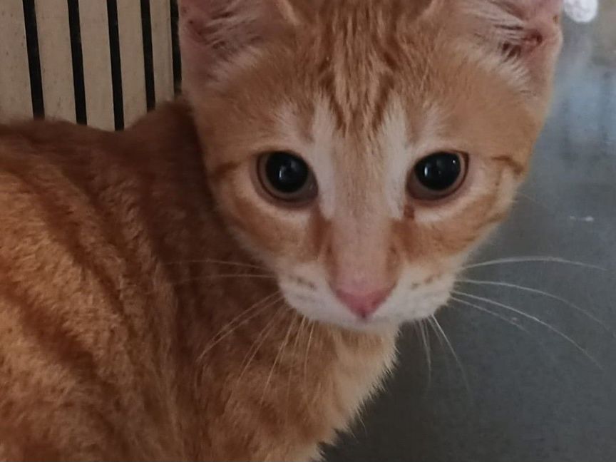 Кошки