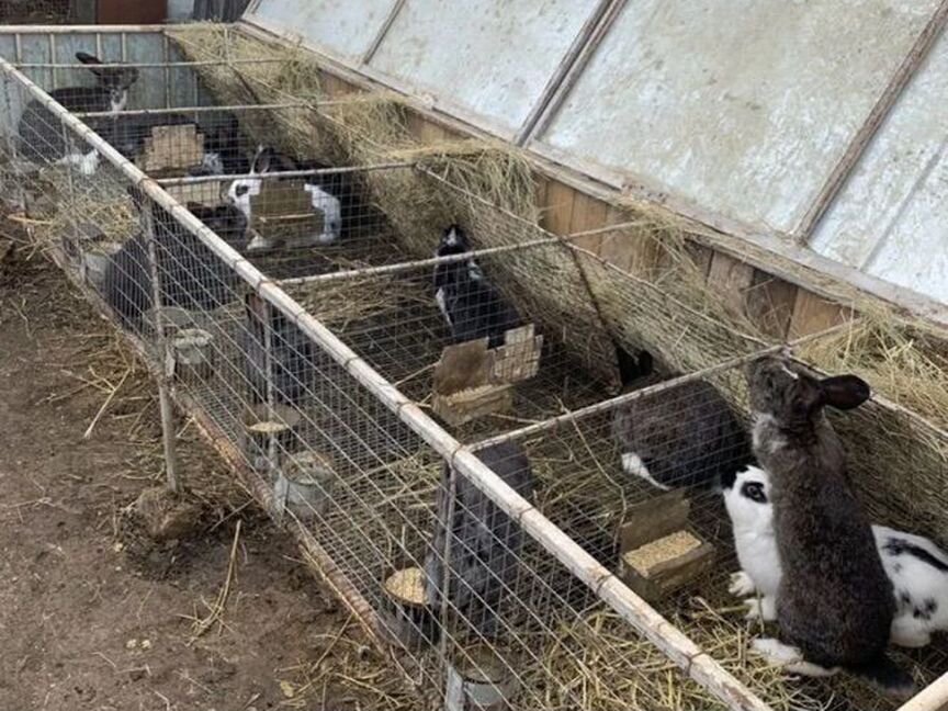 Клетка для кроликов