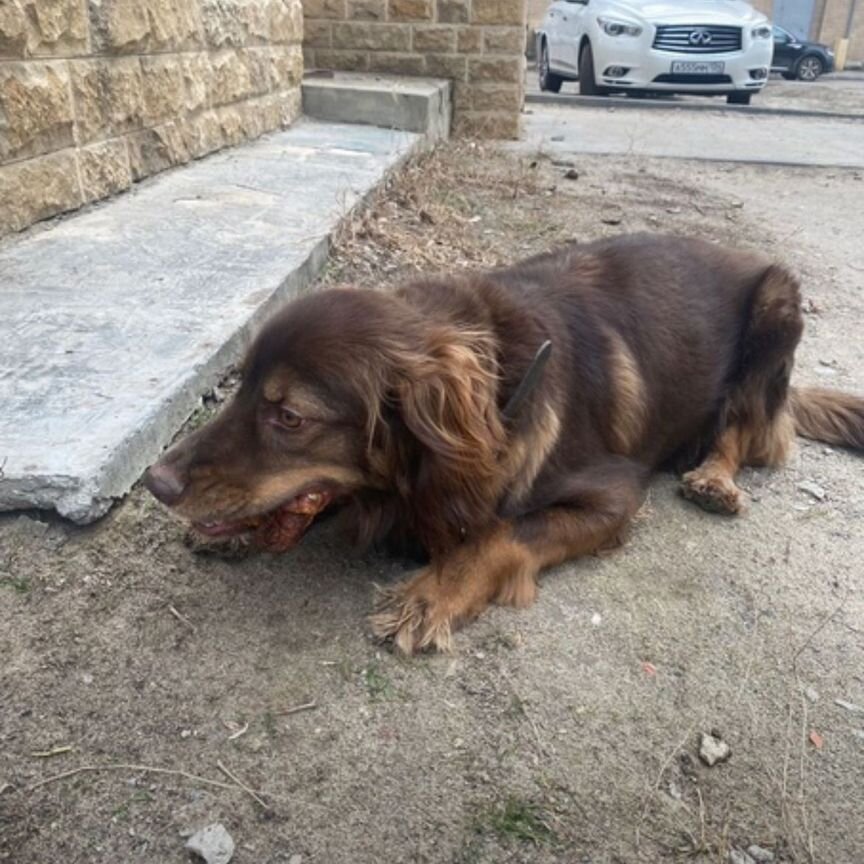 Пристраивается в добрые руки