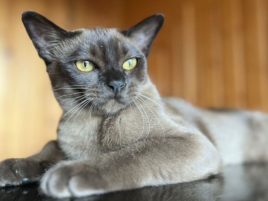 Котёнок Бурма