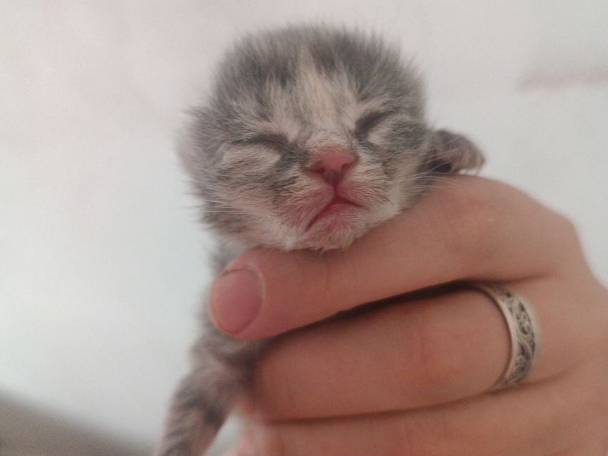 Отдам бесплатно котят