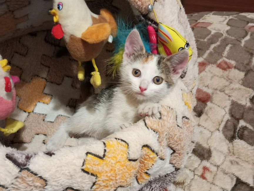 Котëнок 2 месяца