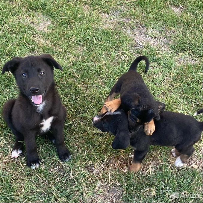 Щенки красивые малыши 2 месяца