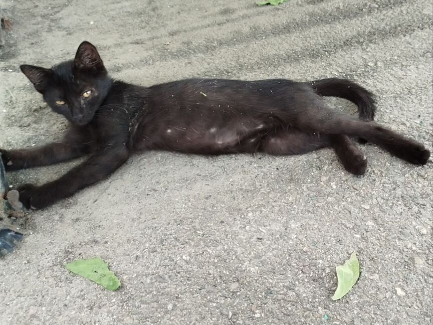 Черный котенок