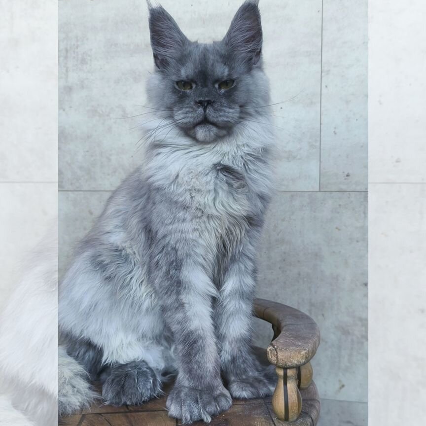 Мейн-кун котёнок