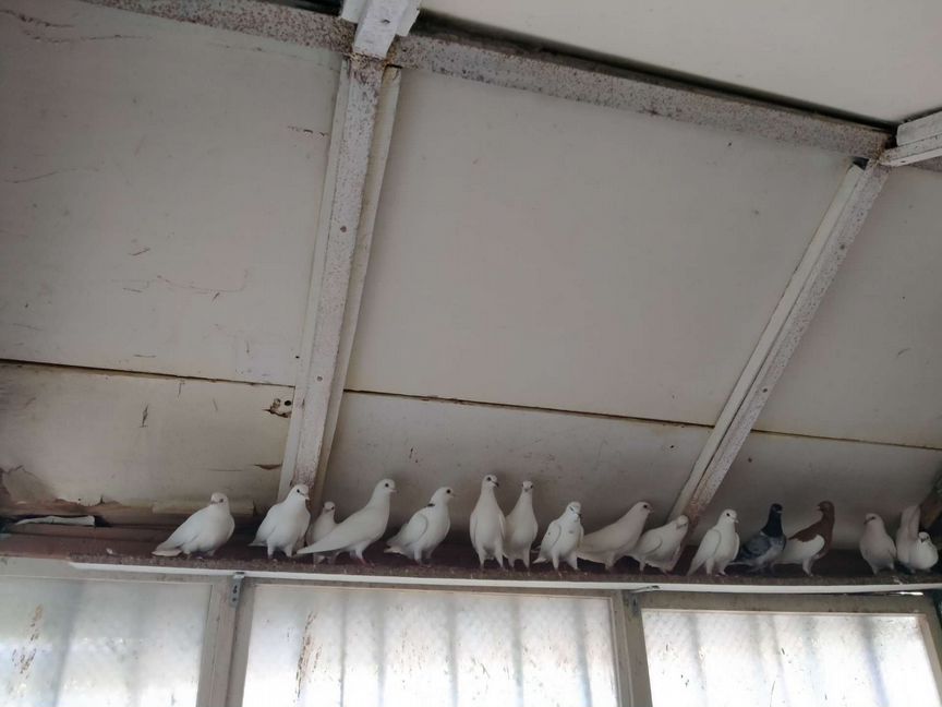 Голуби типплеры молодеж разной расцветки