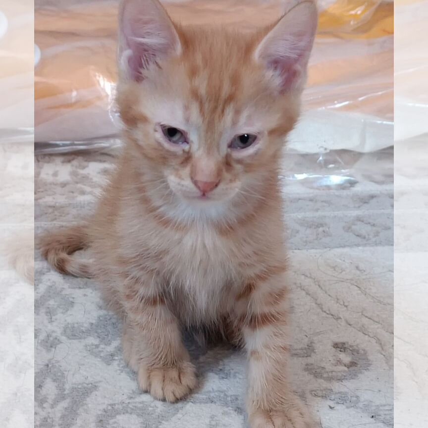 Котёнок в добрые руки