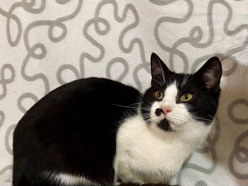 Котята в добрые руки мальчик 7 месяцев