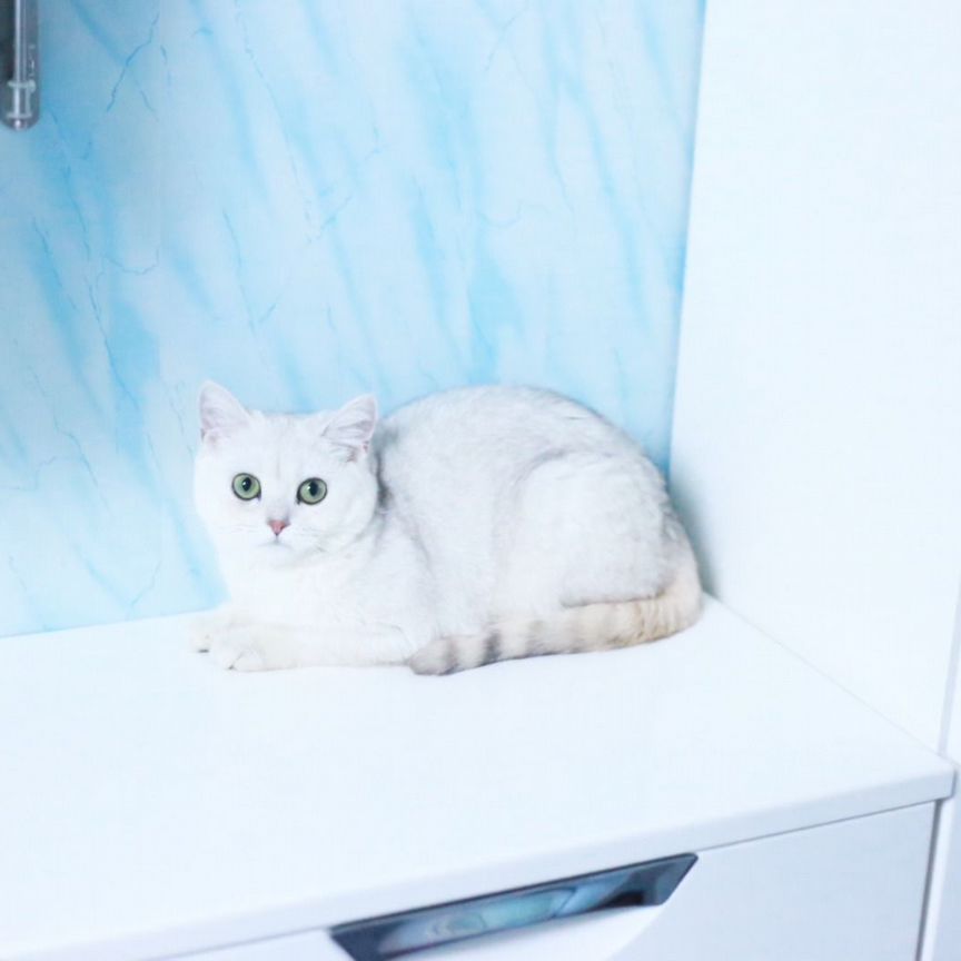 Британски котик серебристая шиншилла