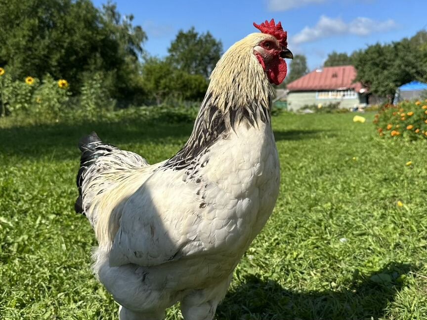 Петухи бройлеры