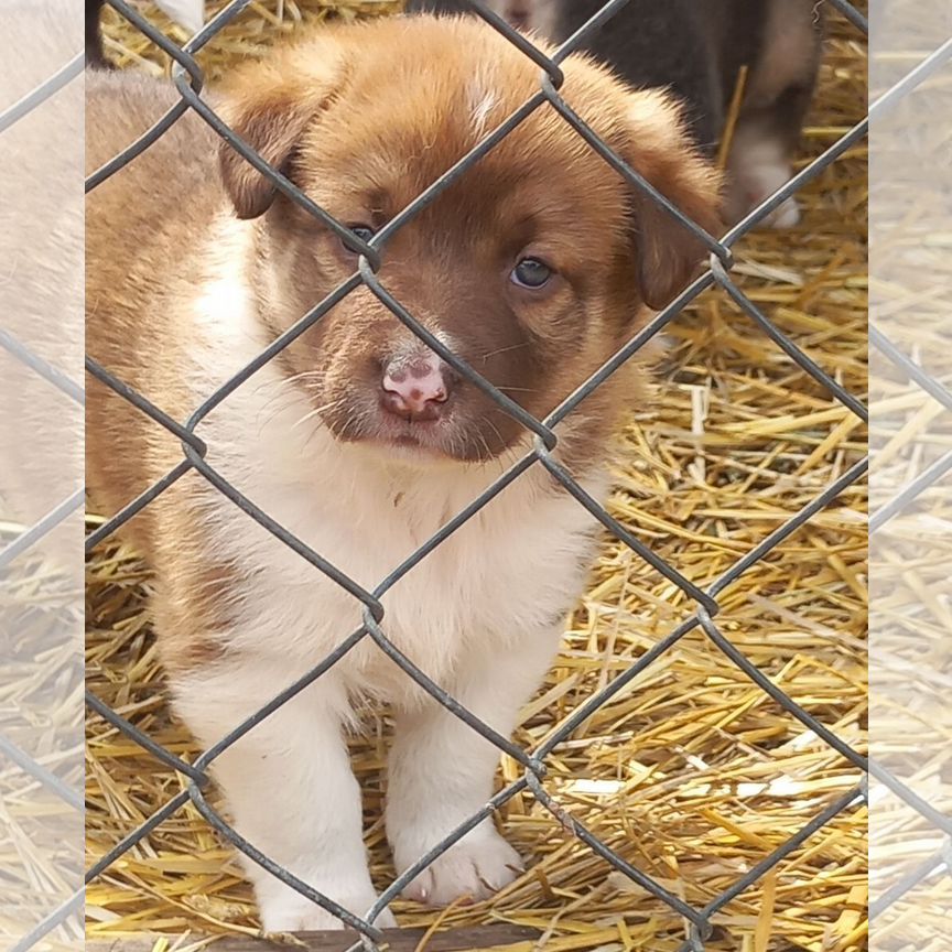 Восточносибирская лайка, щенок