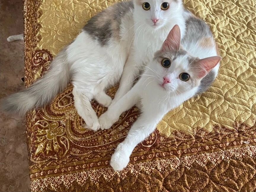 Кошки в добрые руки