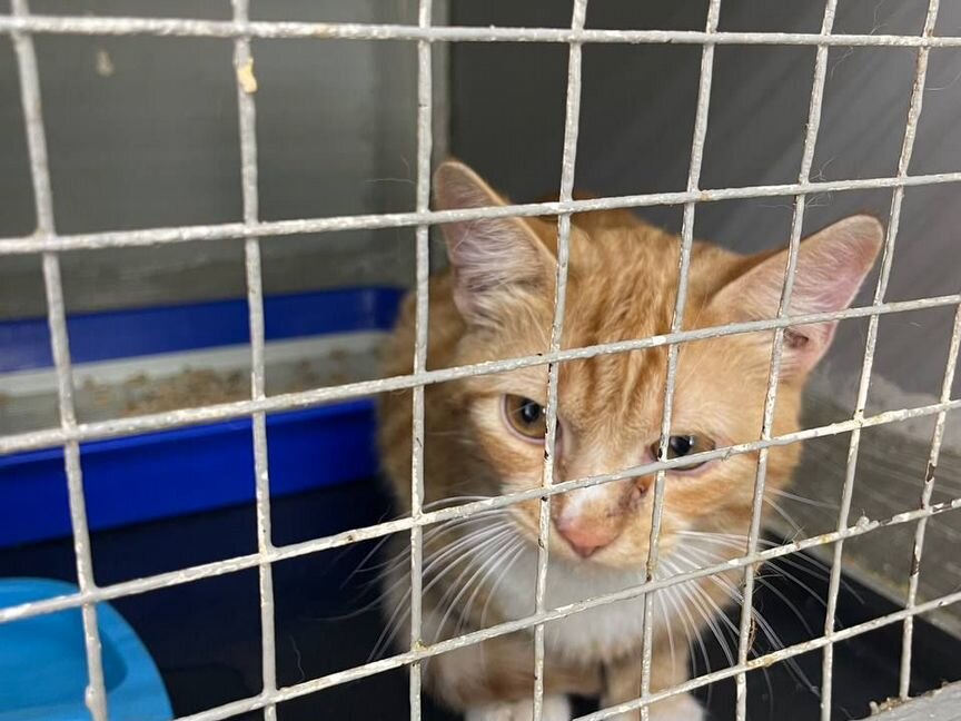 Ищем дом для 7-ми месячного котика Рысика