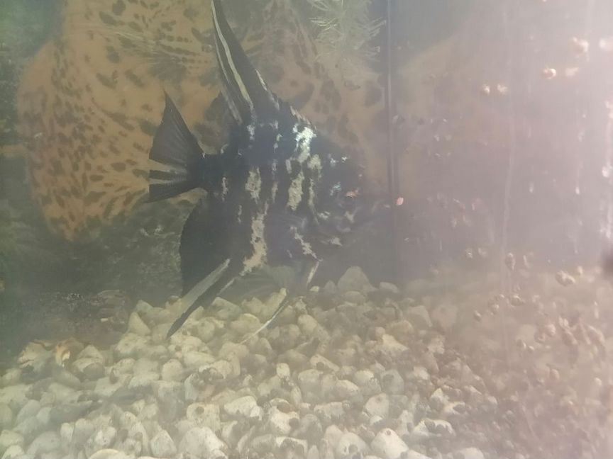 Аквариумные рыбки скалярии