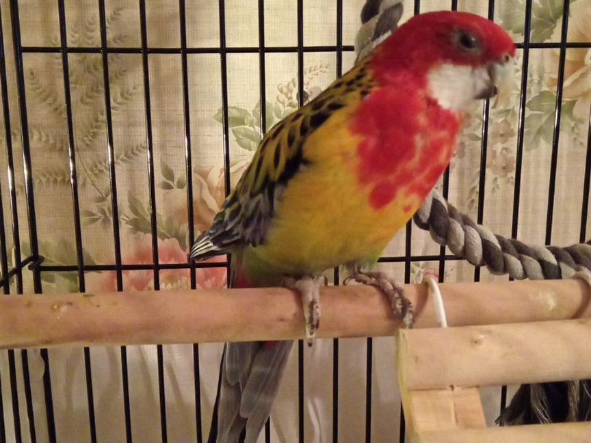 Попугай розелла