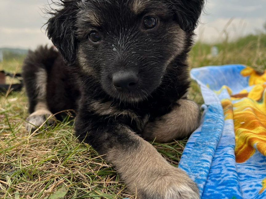 Щенок в добрые руки