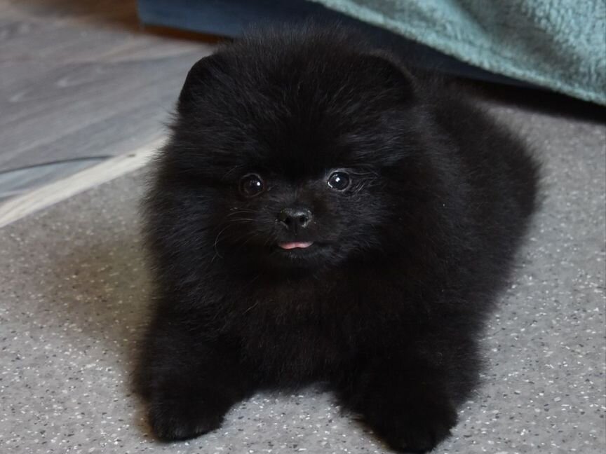 Померанский шпиц черный мальчик