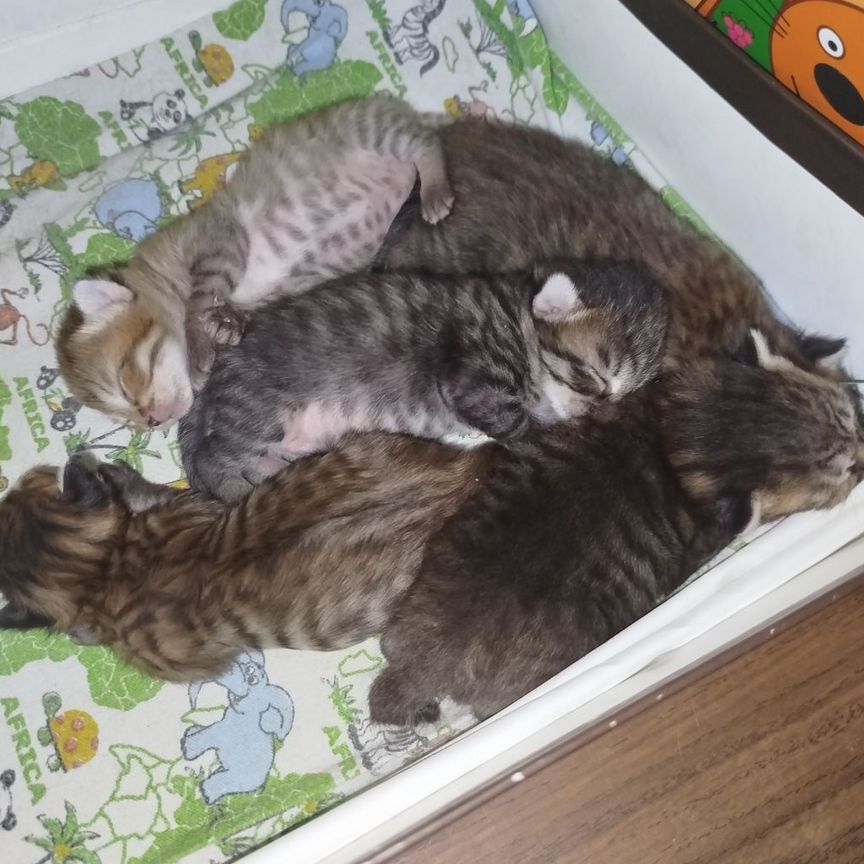 Котёнок в добрые руки