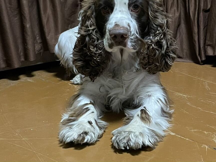 Русский спаниель