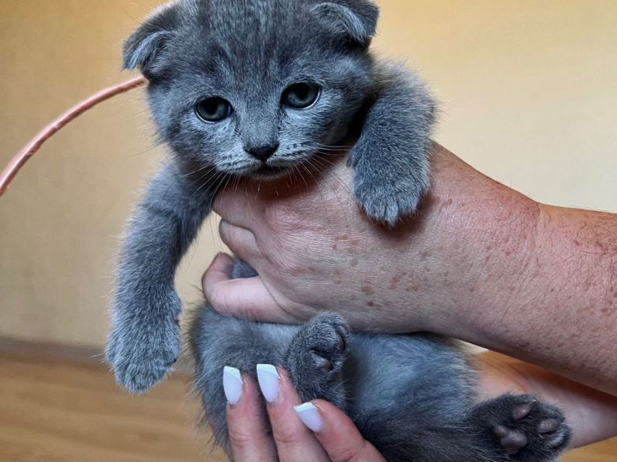 Котики