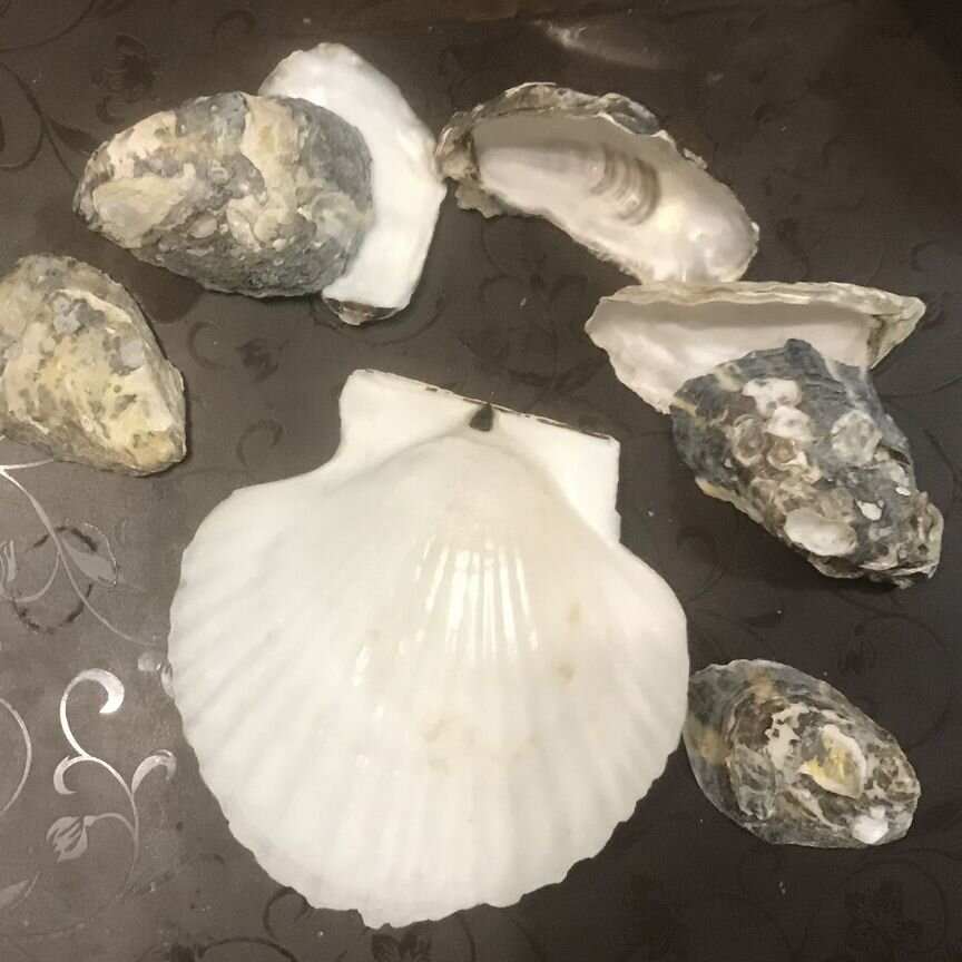 Морские ракушки раковины