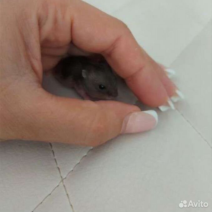 Джунгарские хомячки