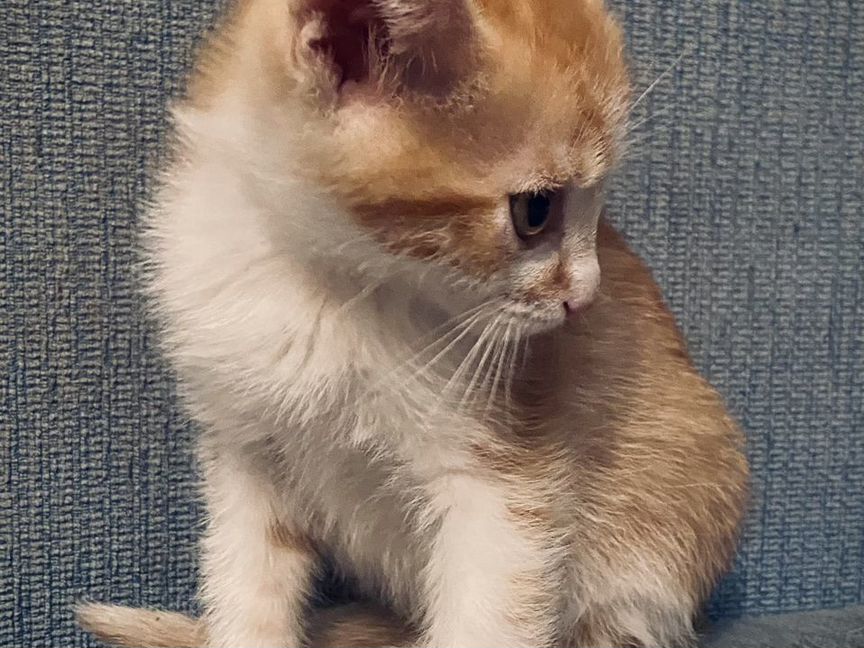 Котята