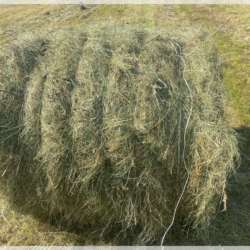 Продам сено в рулонах