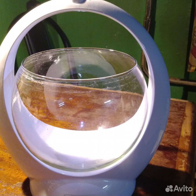 Аквариумные рыбки петушок