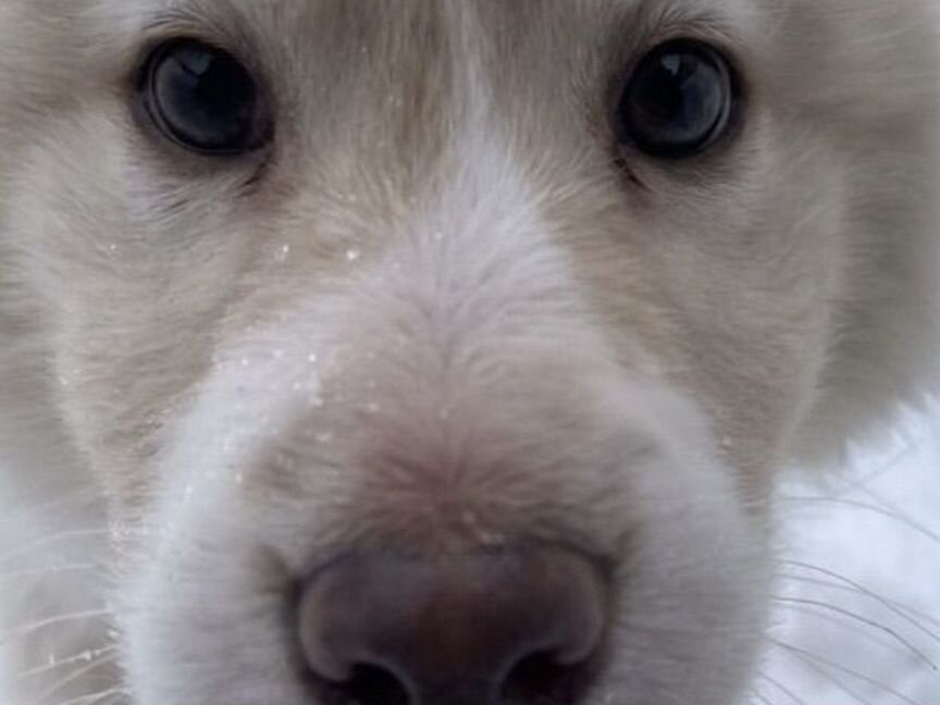 Собака в добрые руки щенок