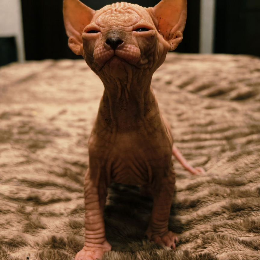 Канадский сфинкс котёнок