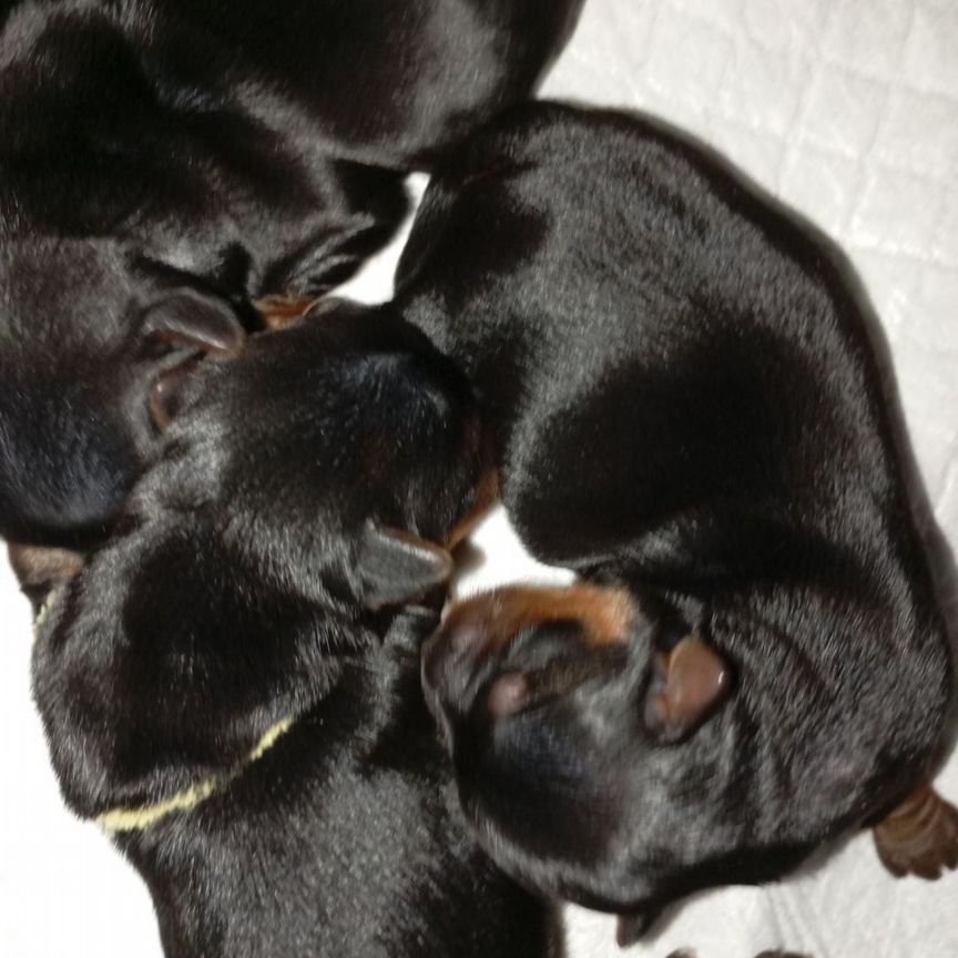 Щенки йорка с док. РКФ