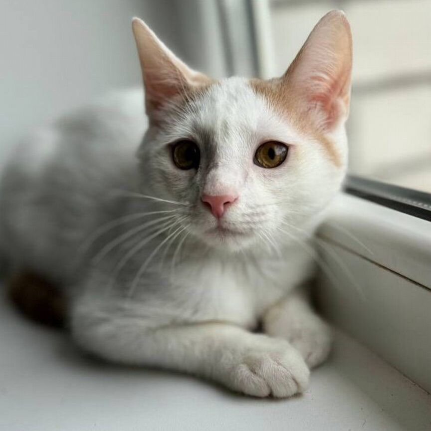 Котенок Марли (4-5 месяцев)