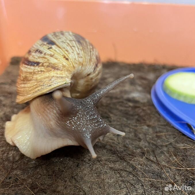 Улитка ахатина ретикулята