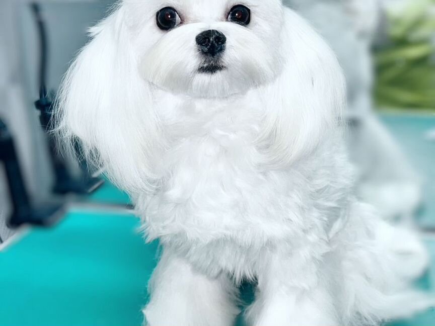 Красавчик мальчик мальтезе Корея