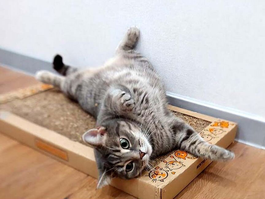 Кошечка Пенелопа, 1.5 года, ищет дом