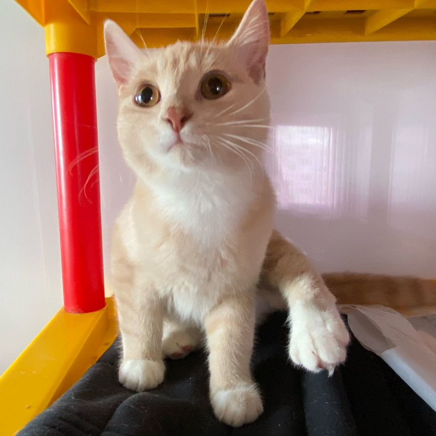 Нежный котёнок Персик в добрые руки